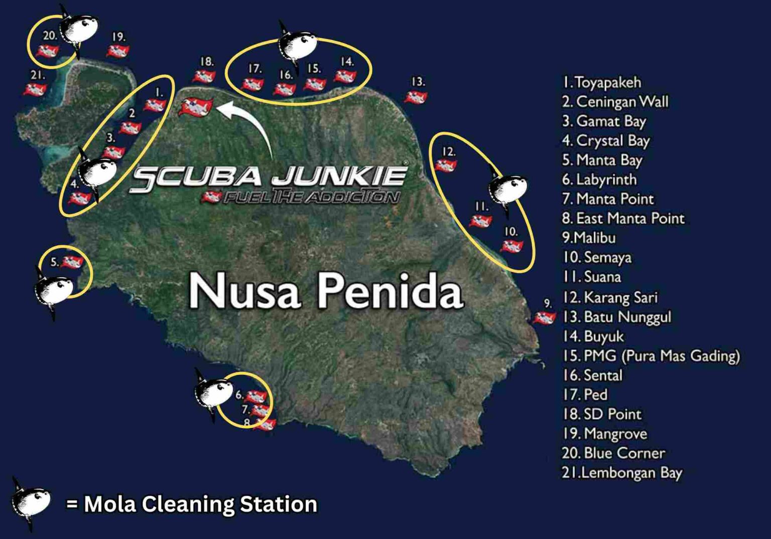 Dive with mola in Nusa Penida - Everything you need to know